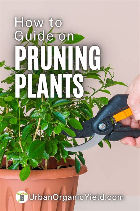 Pruning Plants A Beginner S Guide To Keeping Your Garden Healthy Pruning Plants Healthy