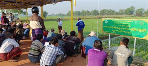 တိုက်ကြီးမြို့နယ်၌ နွေစပါးစိုက်ပျိုးတောင်သူများအား အသိပညာပေးဆောင်ရွက် Information And Public