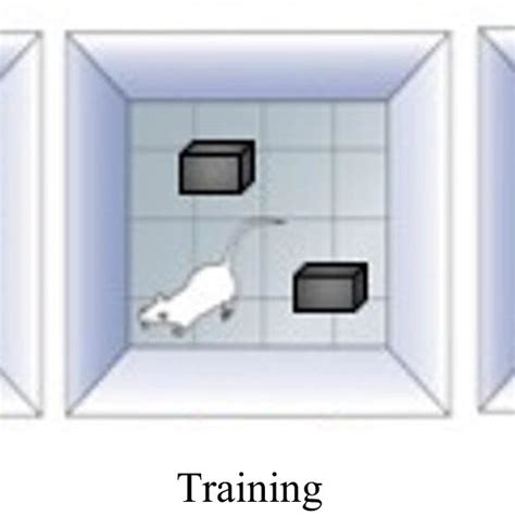 Novel Object Recognition Nor Test Was First Designed By Ennanceur And