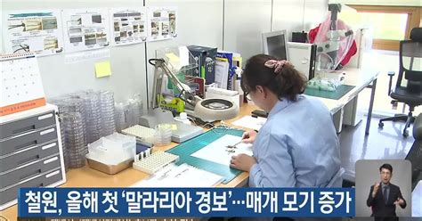 철원 올해 첫 ‘말라리아 경보…매개 모기 증가