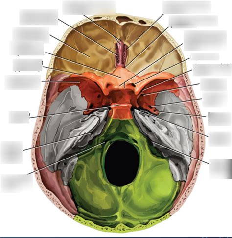 Diagram Of Bony Features Of Skull Inferior View Quizlet