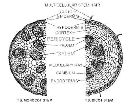 Compare T S Of Monocot And Dicot Stem With The Help Of Well Labelled Dia