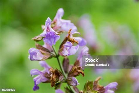 피어 나는 세이 지의 클로즈업 녹색 배경에 부드러운 보라색 색상 초점의 얕은 깊이 어떤 질병의 치료를 위한 허브와 맛 있는 향기로운 조미료 0명에 대한 스톡 사진 및 기타