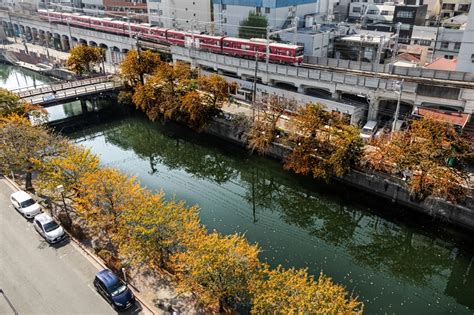 京急 大岡川 11月の桜 その1 横浜鉄道写真館