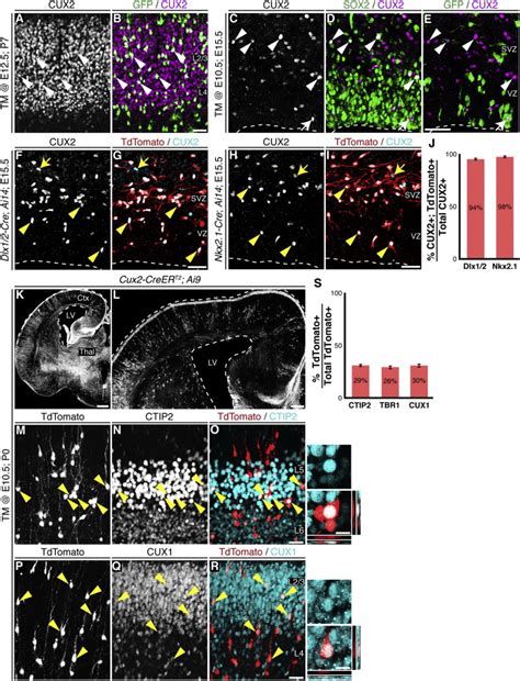 Fezf2 Expression Identifies A Multipotent Progenitor For Neocortical Projection Neurons