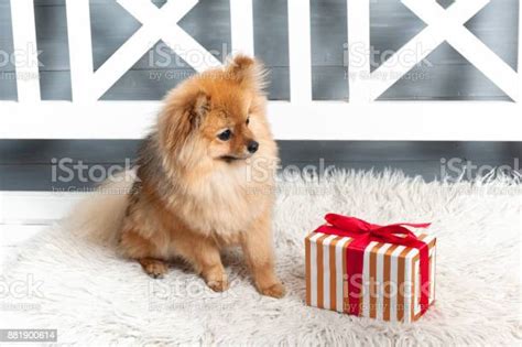 포 스 피 츠는 현재 빨간색 줄무늬에서와 흰색 격자 무늬에 누워 있다 크리스마스 또는 새 해 준비의 개념 12월에 대한 스톡