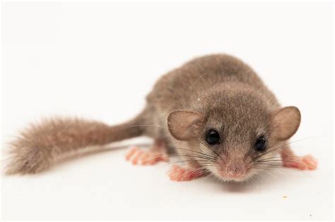 Premium Photo The Woodland Dormouse Graphiurus Murinus African Pygmy