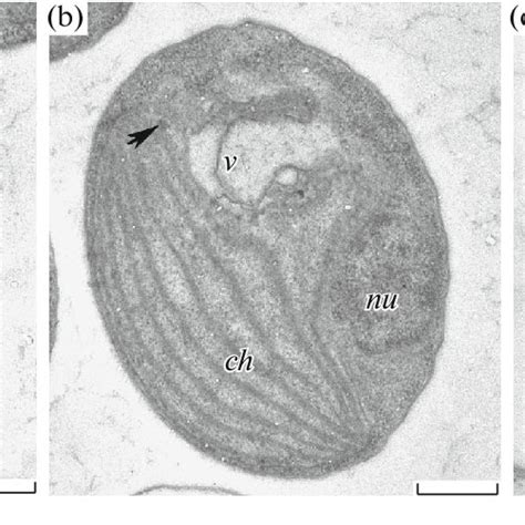 The Cell Ultrastructure Of Picochlorum Maculatum A Control B
