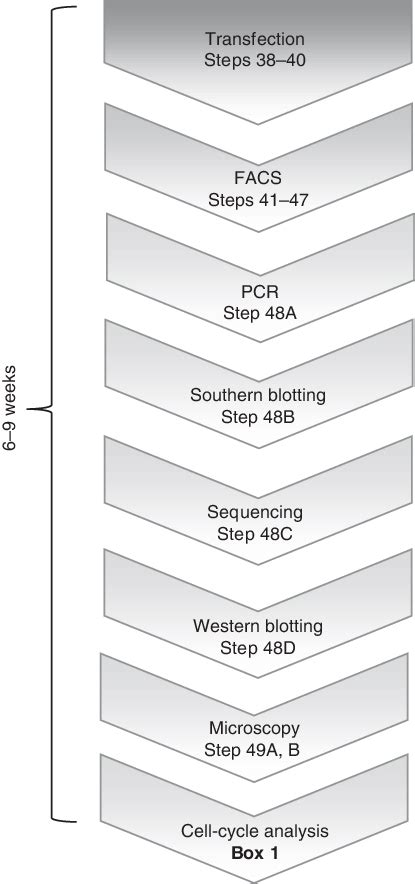 Validation Pipeline Of Genome Edited Cell Lines After The Cells Have
