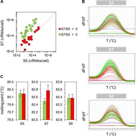 Melting Curve Analysis Of Qpcr Amplicons Infected Single Mdck Cells Download Scientific