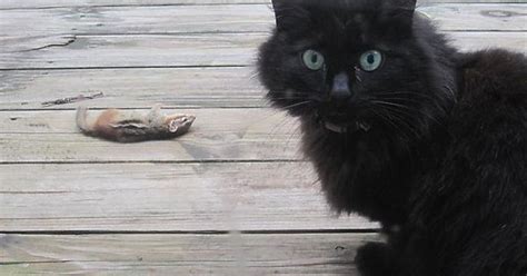 Insert Caption Here Imgur