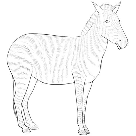 How To Draw A Realistic Zebra Corestep