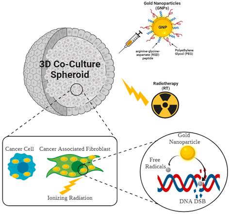 Utilizing Gold Nanoparticles As Prospective Radiosensitizers In 3d