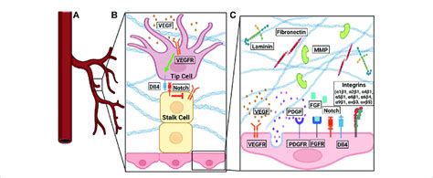 The Signaling Pathways Involved In Angiogenesis A At The Front Of A Download Scientific