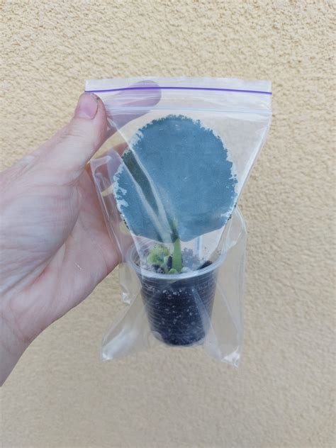 Зіп пакети для Вкорінення Листочків 10×15 См 10 Шт — Купить