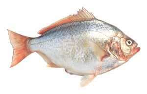 Surf Perch
