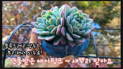 로맨스다육에서 구독자님 선물 받은 다육이 블루드레곤 And 에이핑크 분갈이합니다~ 블루드레곤은 쌍두분리 에이핑크는 하다보니 뿌리