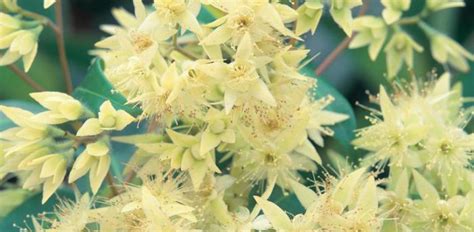 Fast Growing Australian Native Trees Flower Power