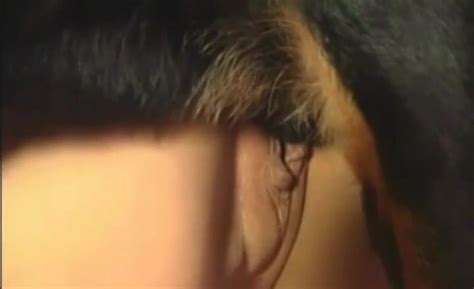 Dog Fuck Pussy Zoo Tube 1