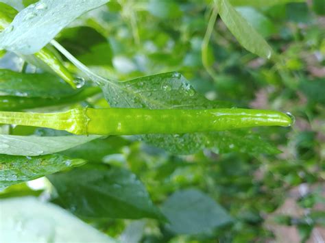 Cucumber Object Detection Dataset By Project Wtpan