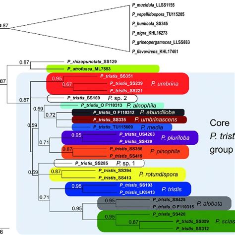 Pairwise Similarity Matrix Between The Clusters Of The Stacey Species