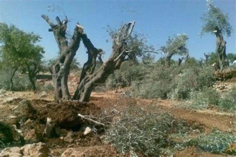 About 55 Olive Trees Cut Down In Occupied Afrin Anha