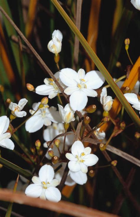 Libertia Peregrinans New Zealand Iris