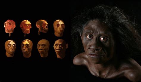 Homo Floresiensis — John Gurche Paleo Artist Homo Floresiensis Paleo