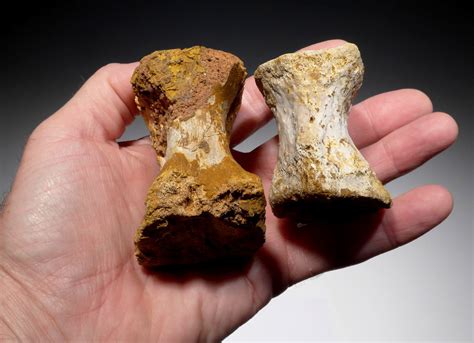 Raptor Fossil Bones Dromaeosaur Vertebrae