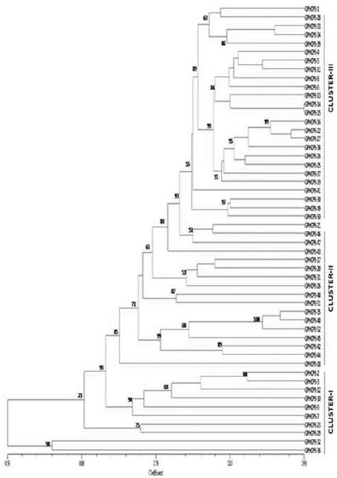 D Upgma Cluster Analysis Showing Relationships Among Eleusine Coracana Download Scientific