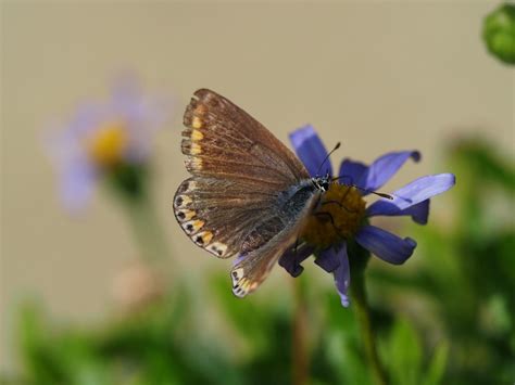 Tiny Brown Butterflies Flickr