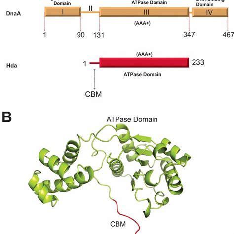 85 Structure Of β Sliding Clamp Showing The Hydrophobic Cleft Within Download Scientific