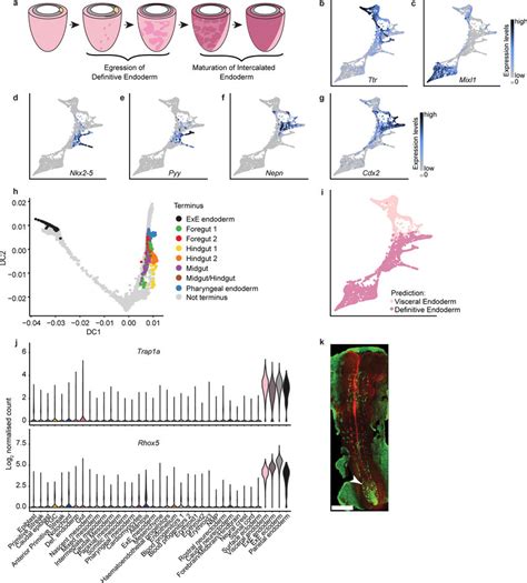 Endoderm Convergence A Schematic Representing The Process Of Download Scientific Diagram