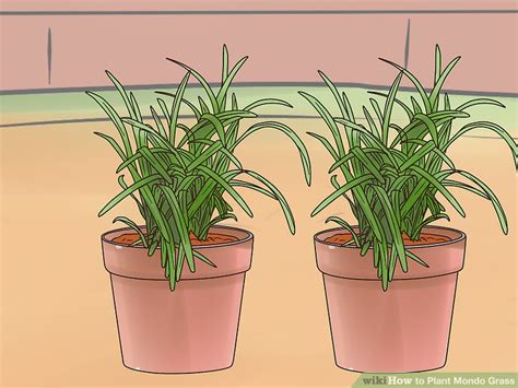 How To Plant Mondo Grass 12 Steps With Pictures Wikihow