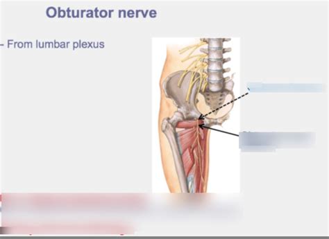 Obturator Nerve