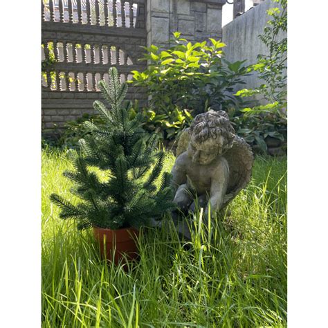 Купити Ялинка Traditional лита 50 см в горщику зелена нова з доставкою Hvoya в Україні