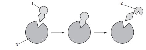 The Diagram Shows The Lock And Key Model Of Enzyme Action Which Is The En