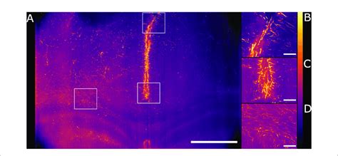 Maximum Intensity Projection Of The Sub Volume Shown In Figure 3b Download Scientific Diagram