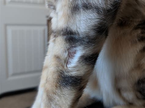 Common Skin Problems In Cats Blindbengal