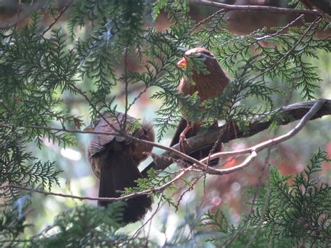 ガビチョウ 青葉区寺家つがい みどりの鳥 横浜市北部緑区周辺の野鳥紹介