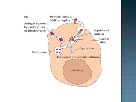 Respiratory Burst By Phagocytosis Pptx Chemistry Science