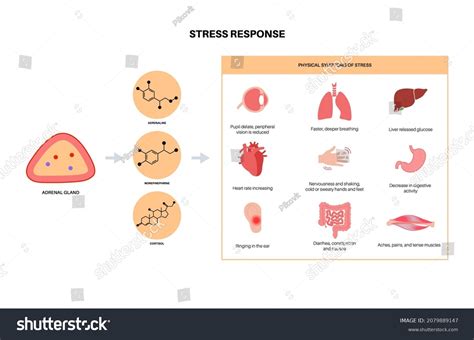 657 Adrenal Gland Stress Images, Stock Photos & Vectors | Shutterstock