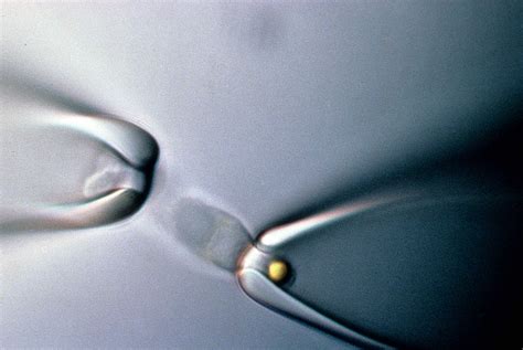 Living Single Reptilian Cone Photoreceptor Nikon Small World