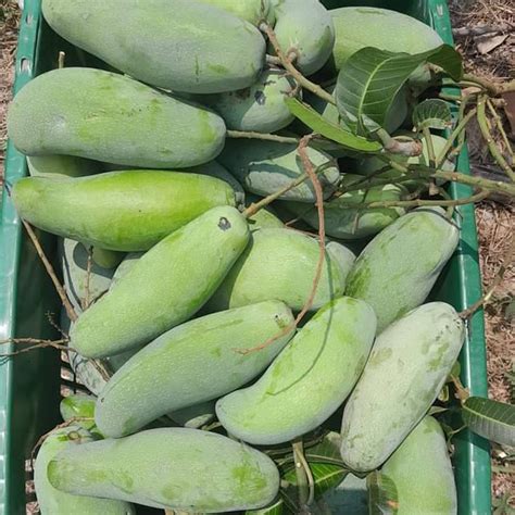 มะม่วงลิ้นงูเห่า ขนาด 65 100 ซม พันธุ์ไทยโบราณอร่อย เมล็ดลีบและบาง ผลดิบรสเปรี้ยวจัด ฉ่ำน้ำและ