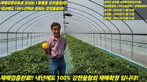 강찬꿀참외and나이스꿀참외 돈이 되는 확실한 품종 1등농가가 선택한 품종 강찬꿀참외and 검증된 양친내병계 나이스꿀참외 성주군 성주읍 이재경사장님 생농
