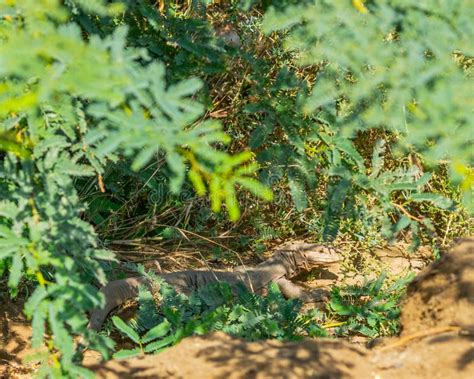 A Monitor Hiding Stock Image Image Of Camouflage Wildlife 260896499