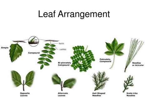 Ppt Honors Biology Module 14 Powerpoint Presentation Free Download