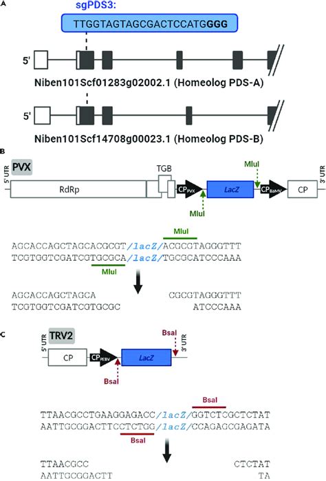 Features Of Plx Pvx And Plx Trv2 Cloning Cassettes For Sgrna Delivery Download Scientific