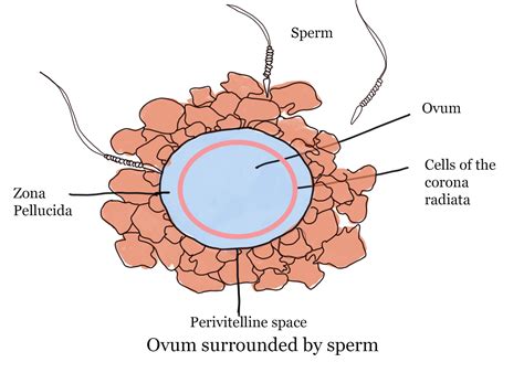 Structure And Function Of Gametes Gcse Biology Revision Note
