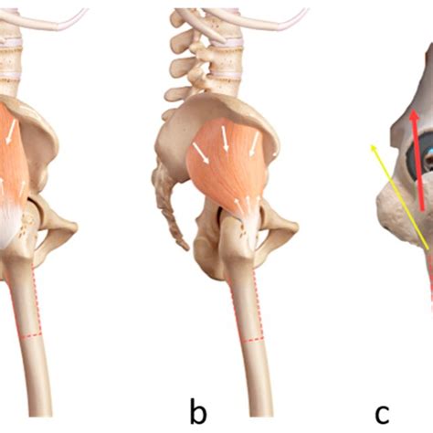 A Anatomy Of The Gluteus Medius Muscle The Gluteus Medius Muscle Download Scientific